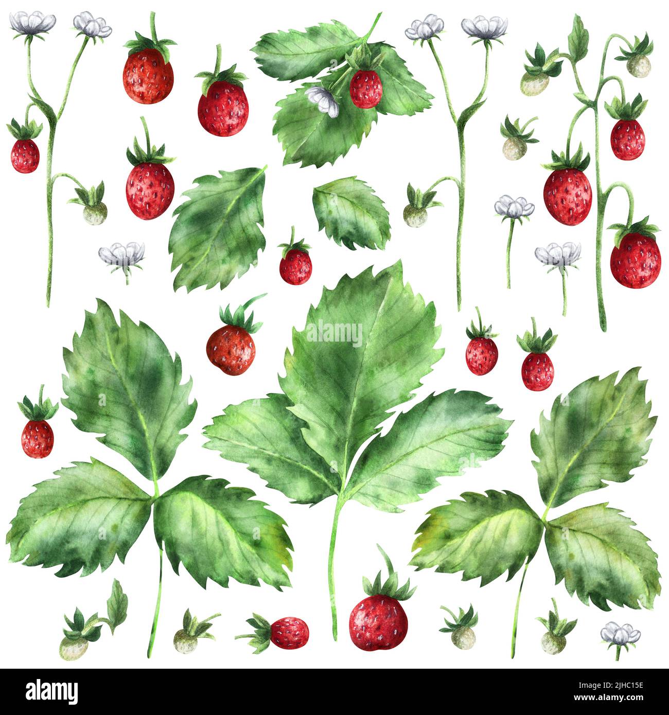 Set of Strawberries watercolor. Hand-drawn watercolour illustration ...