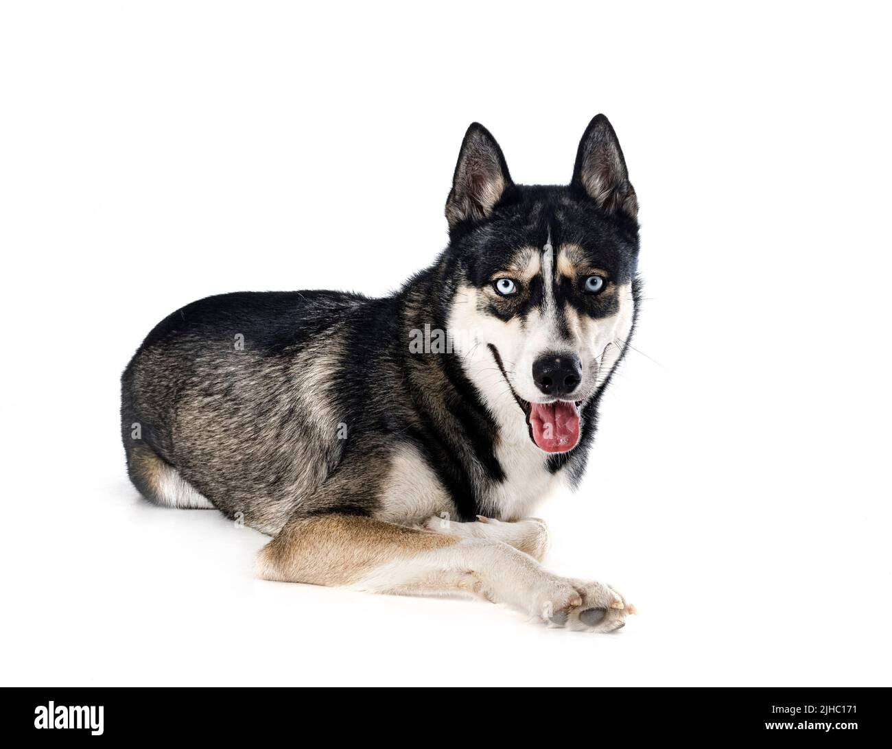 siberian husky in front of white background Stock Photo - Alamy