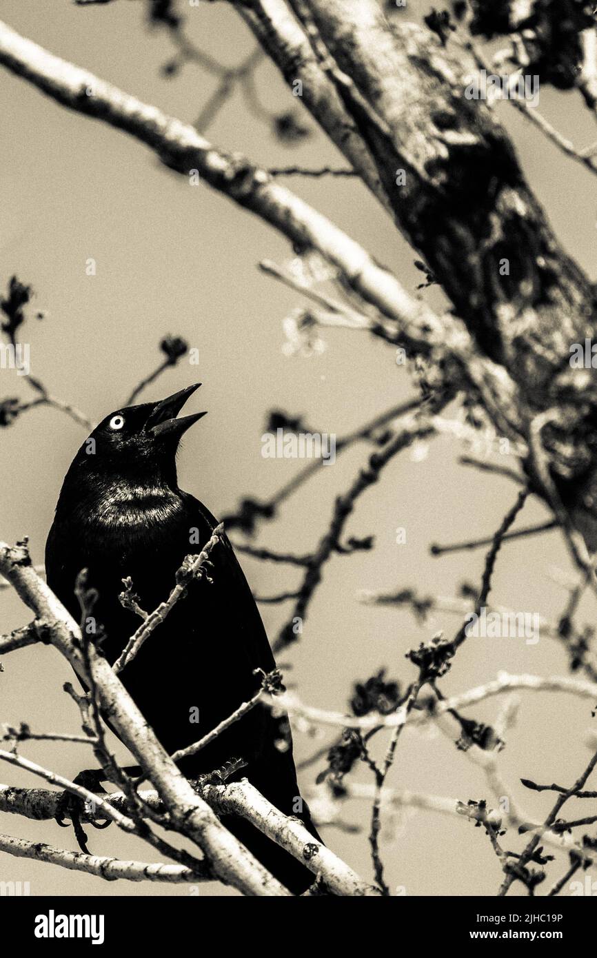 A vertical shot of a raven perched on a branch of a tree in a blurred ...