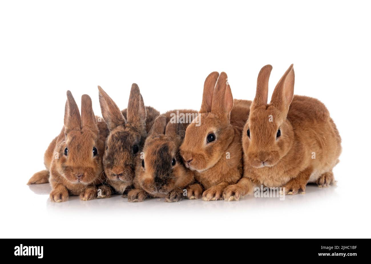 group of rex rabbits in front of white background Stock Photo - Alamy