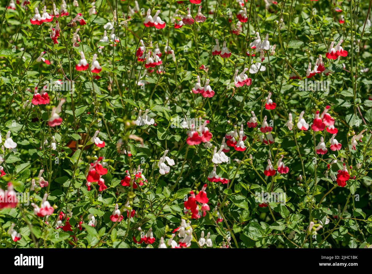 Salvia microphylla, the baby sage, Graham's sage, or blackcurrant sage ...