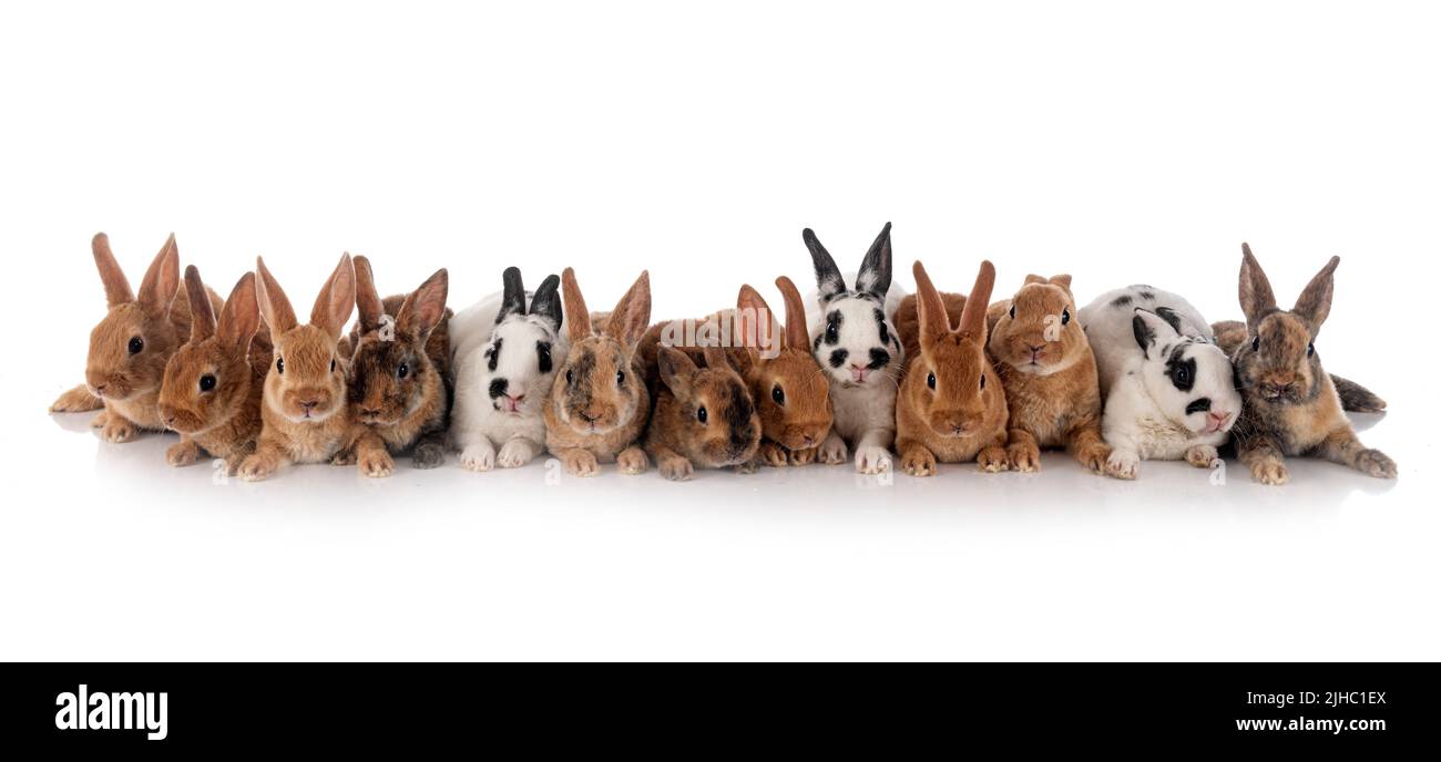 group of rex rabbits in front of white background Stock Photo - Alamy