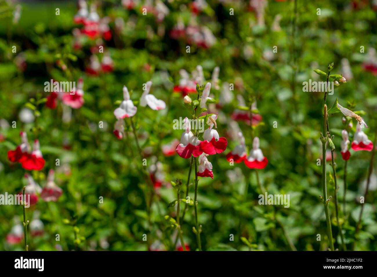 Salvia microphylla, the baby sage, Graham's sage, or blackcurrant sage ...