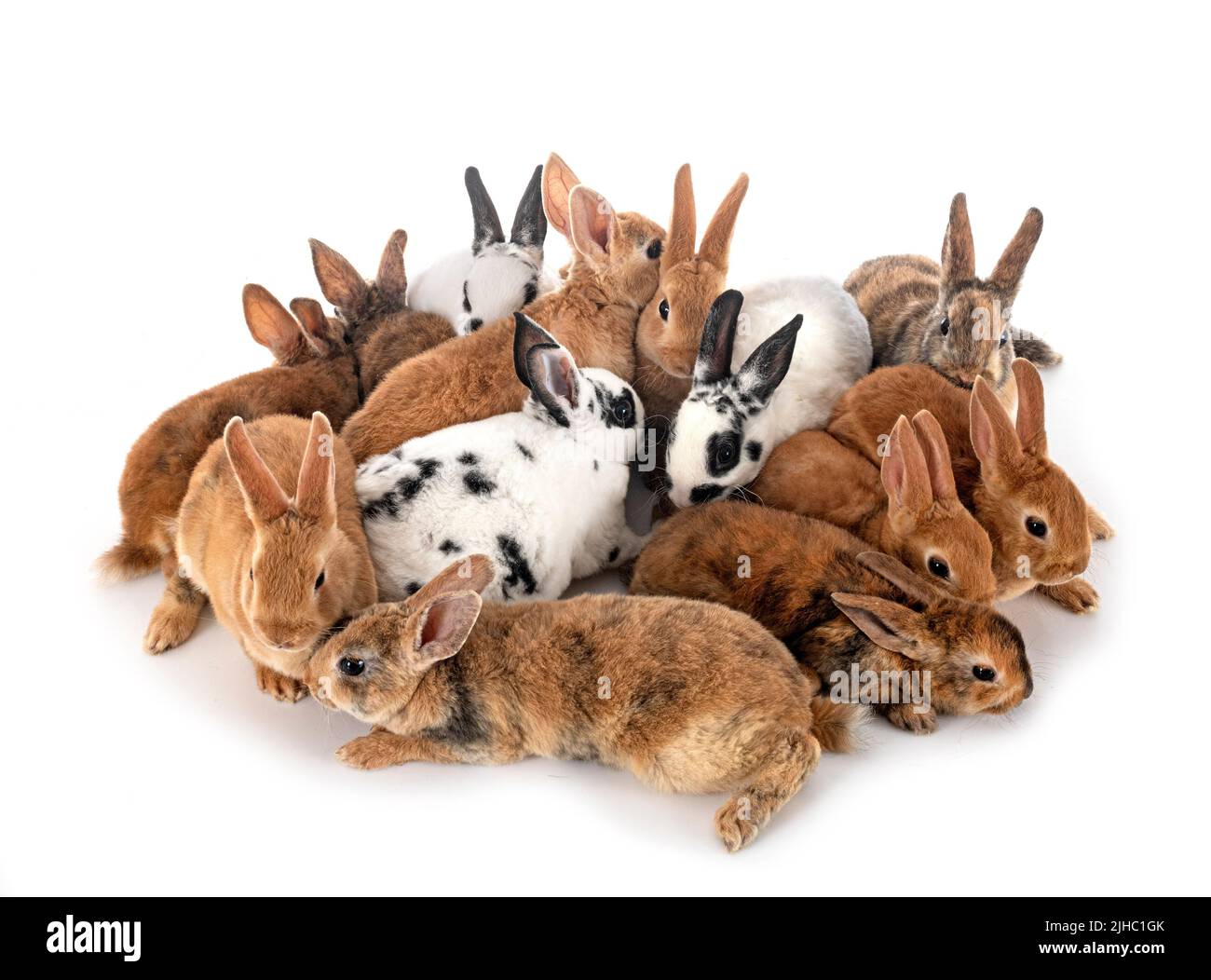 group of rex rabbits in front of white background Stock Photo - Alamy