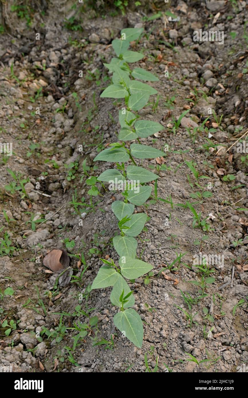 A vertical shot of ripe green vine plant seedlings on the farm in ...
