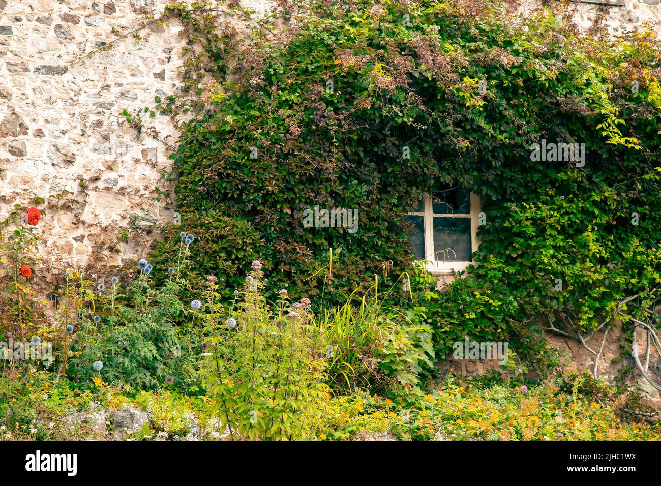 Front garden with window covered in plants Stock Photo - Alamy