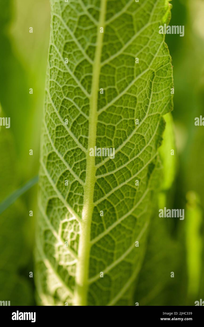 A vertical closeup shot of the veins of a green plant Stock Photo - Alamy