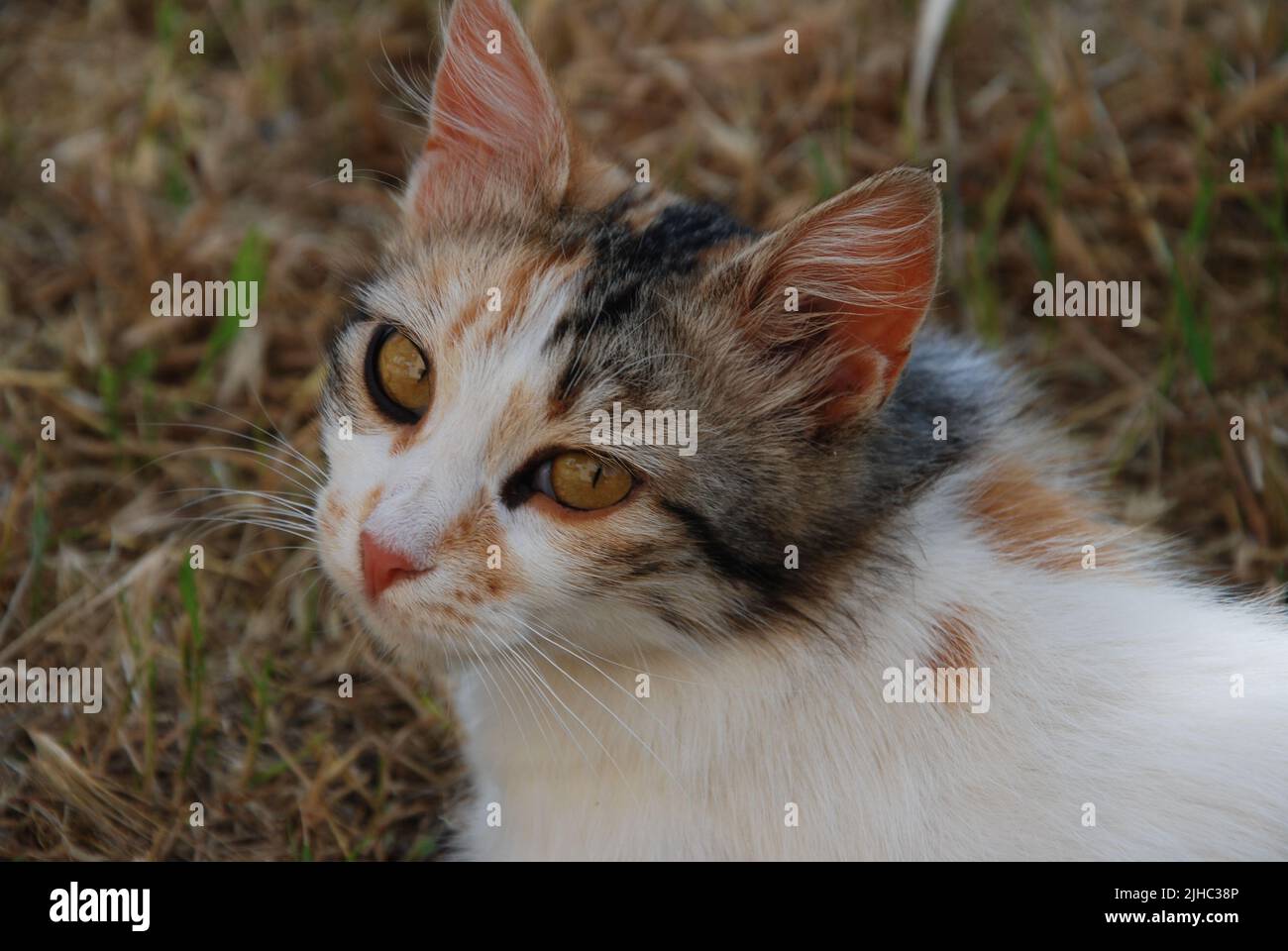 Cats looking up hi-res stock photography and images - Alamy