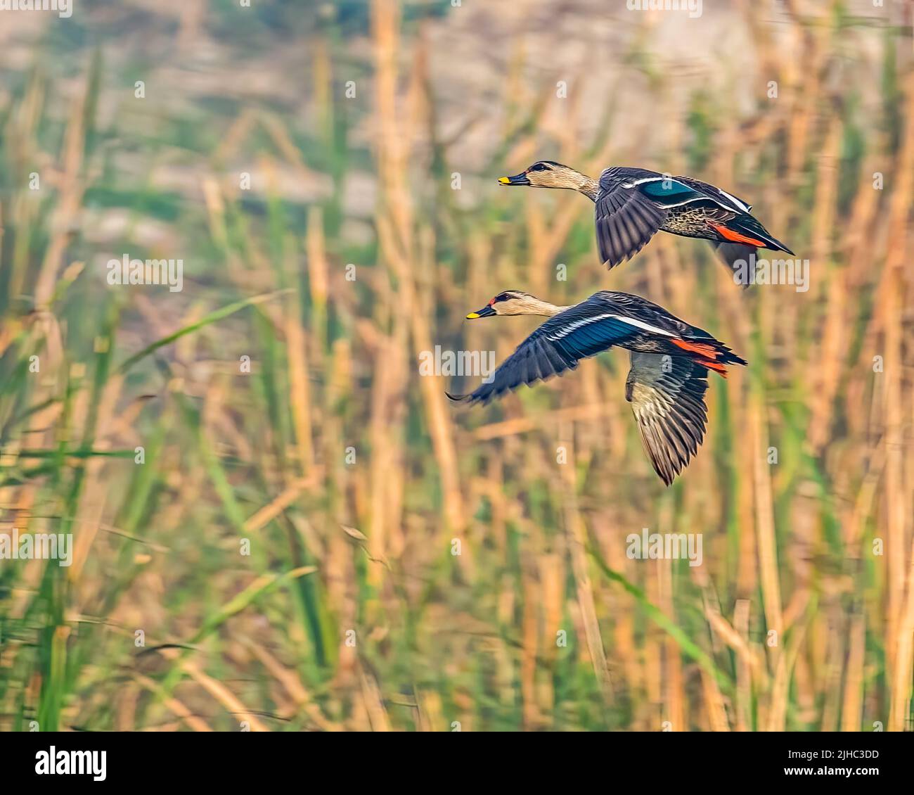A pair of Spotted Bill duck Stock Photo - Alamy