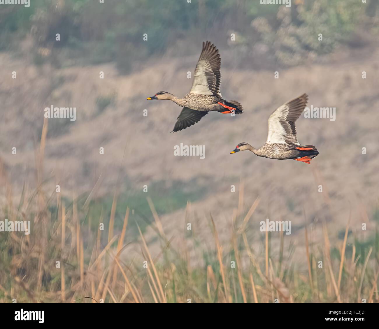 Spotted goose hi-res stock photography and images - Alamy
