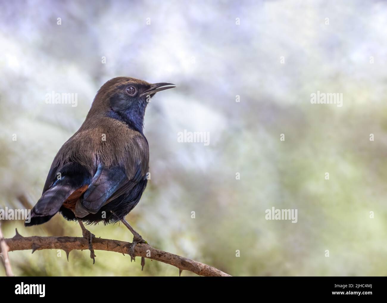 Beautiful indian robin bird hi-res stock photography and images - Alamy