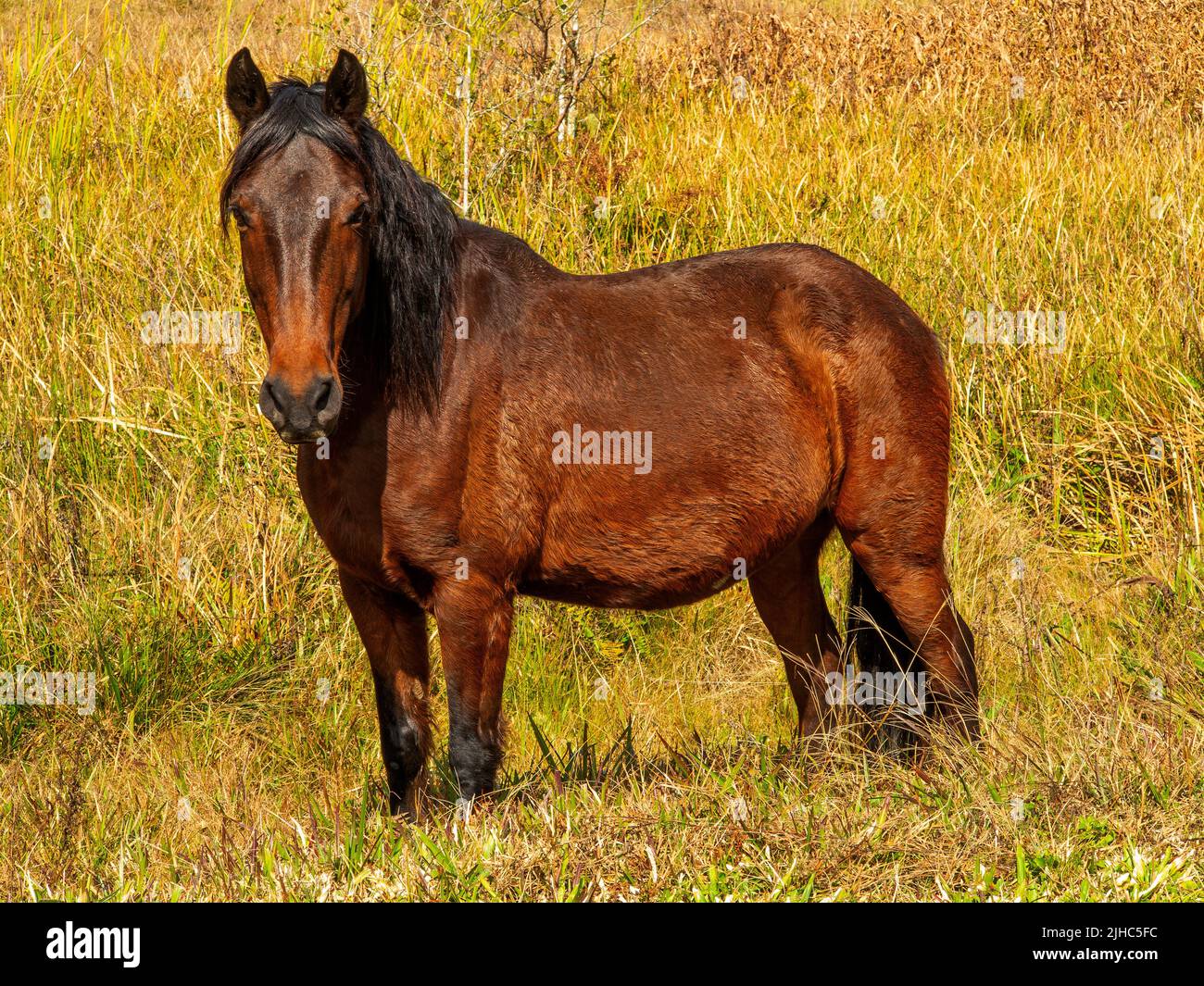 A horse on the highlands of Bocaina Hills, a popular tourist ...