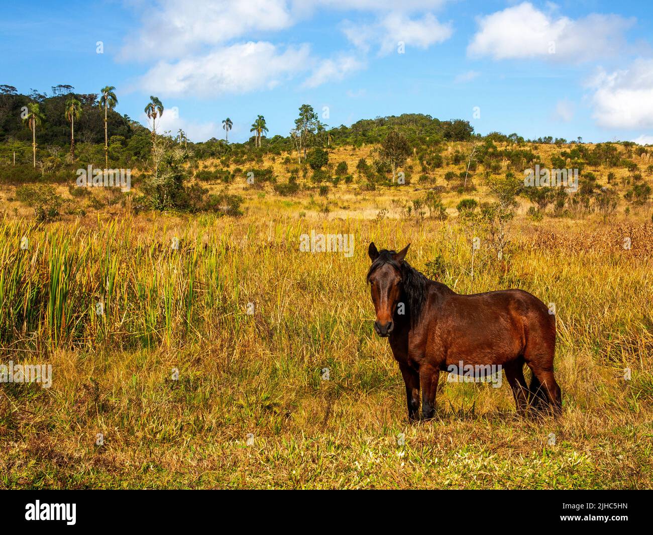 A horse on the highlands of Bocaina Hills, a popular tourist ...