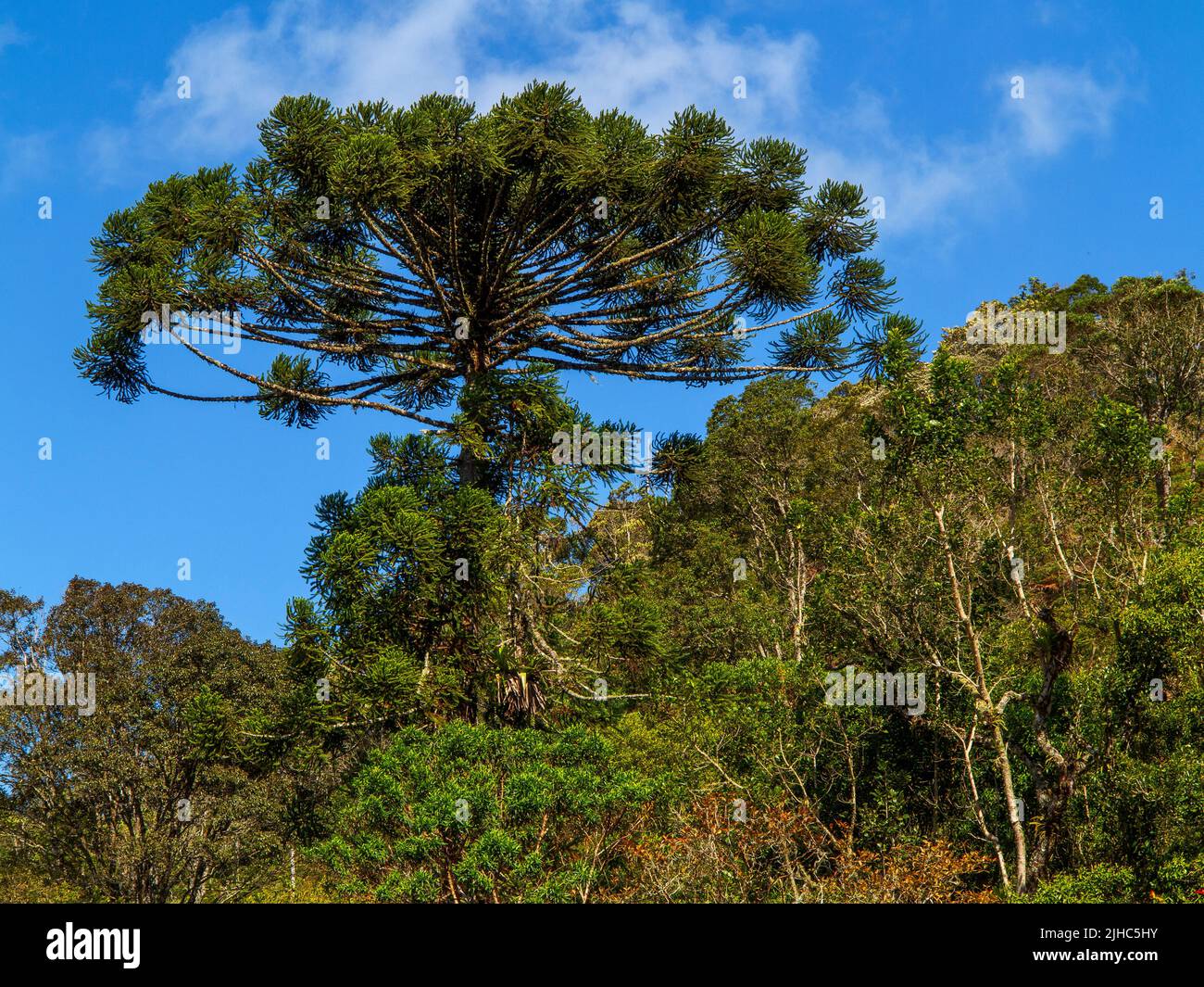 Araucaria tree on the Bocaina Hills, a popular tourist destination on ...