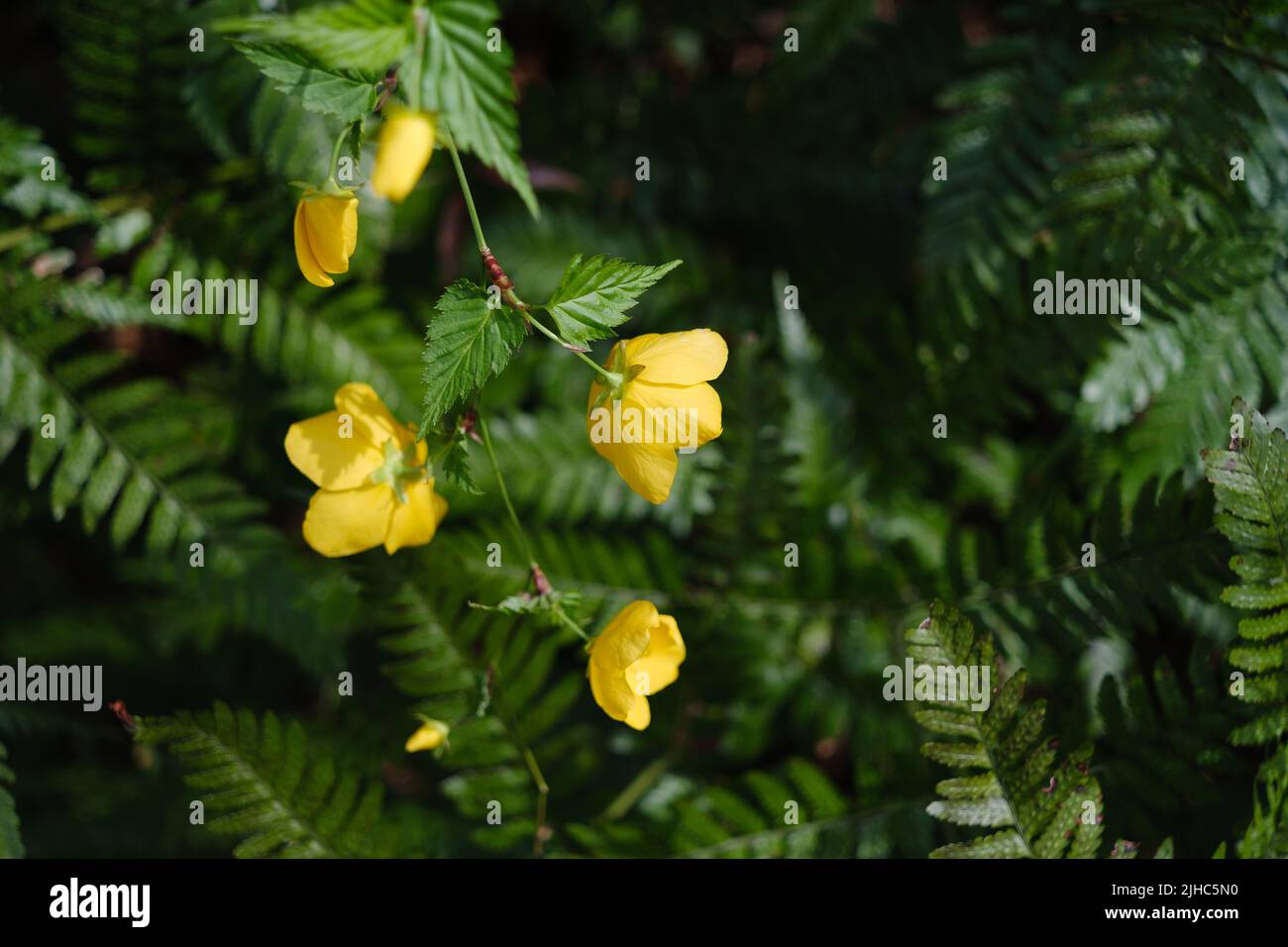 A closeup shot of small yellow flowers on a bush Stock Photo - Alamy