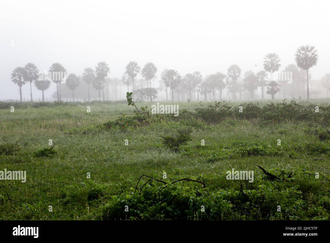 carnauba (copernicia prunifera) is a species of palm native to ...