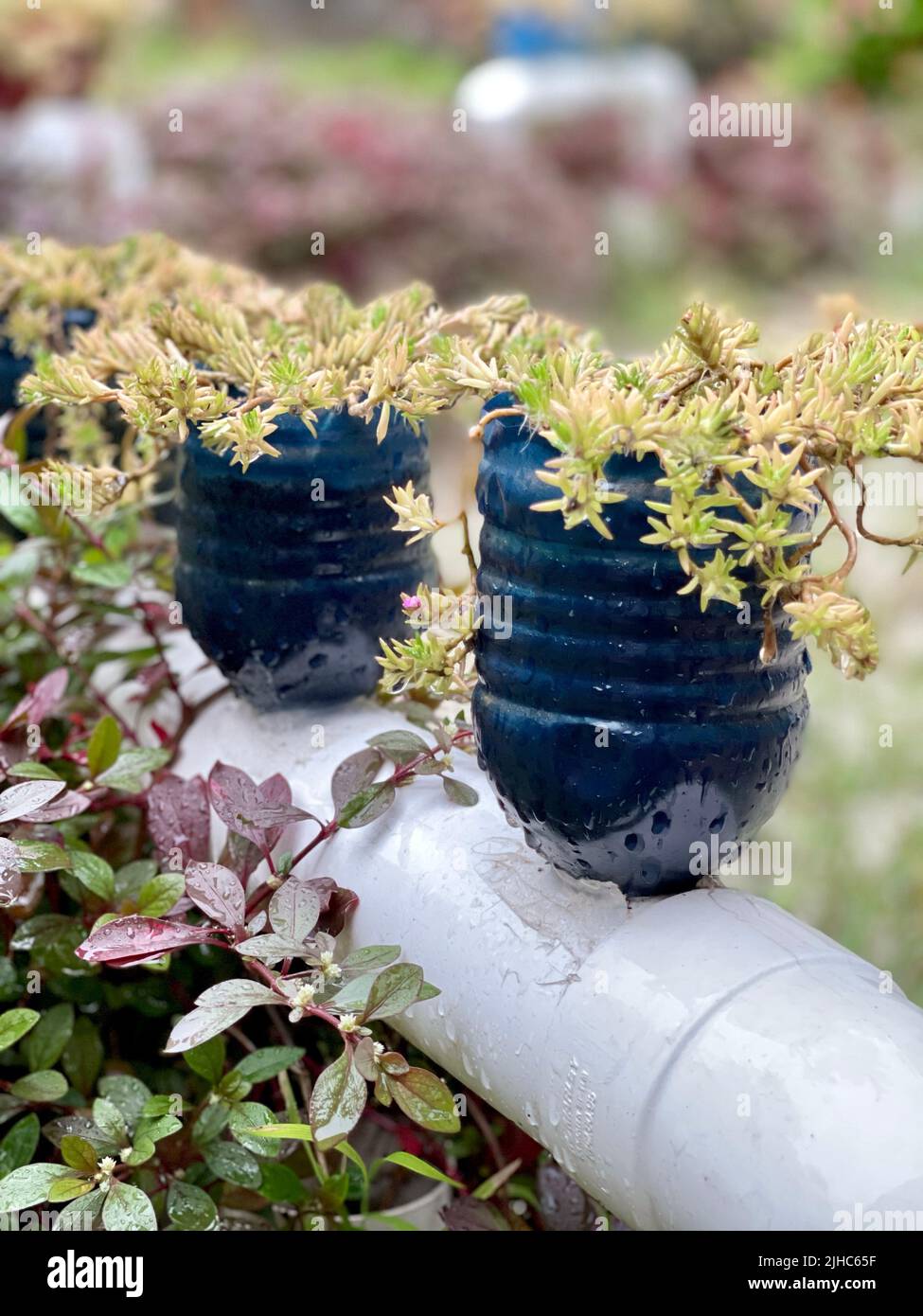A vertical shot of plastic bottles as vases - zero wastage concept ...