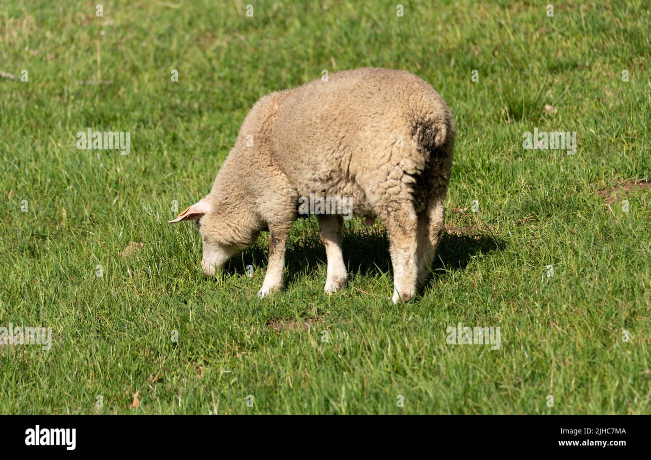 Sheep on a green pasture on a hillside. Fresh spring green grass. Sheep ...