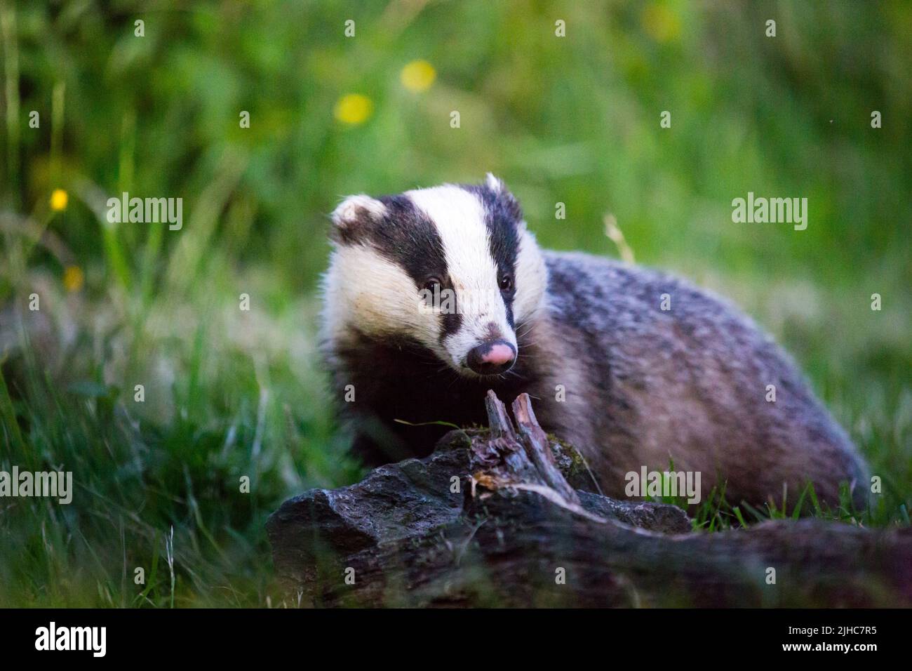Adult European Badger (Meles meles) with black and white striped fur in ...