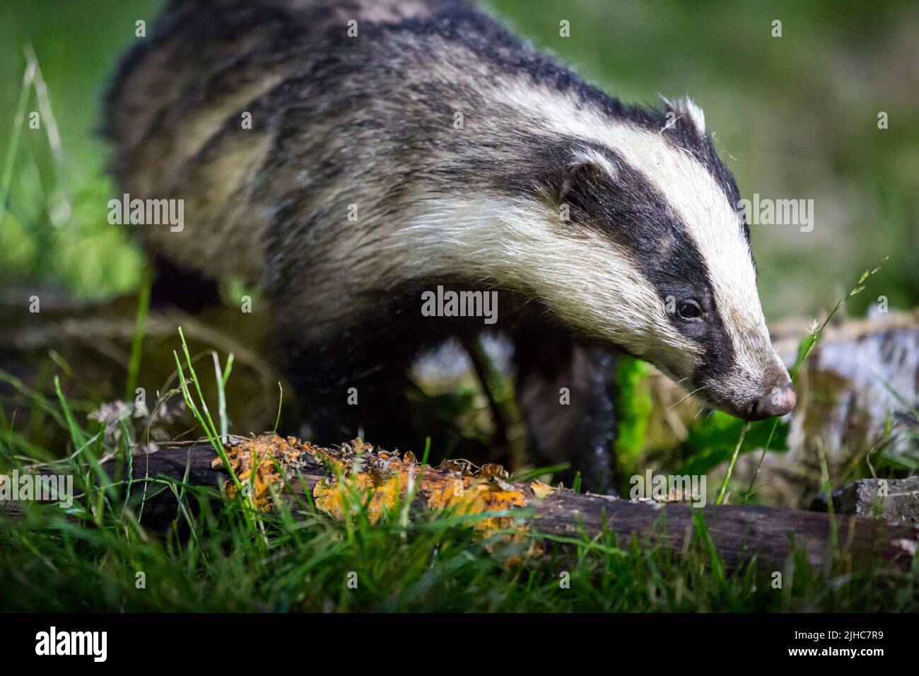 Adult European Badger (Meles meles) with black and white striped fur in ...