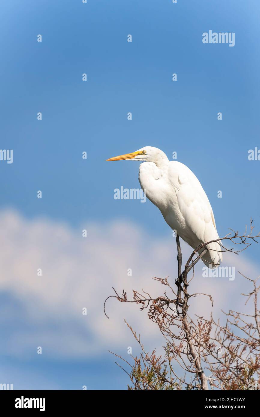 Great egret (Ardea alba) perching on tree branch. Bombay Hook National ...