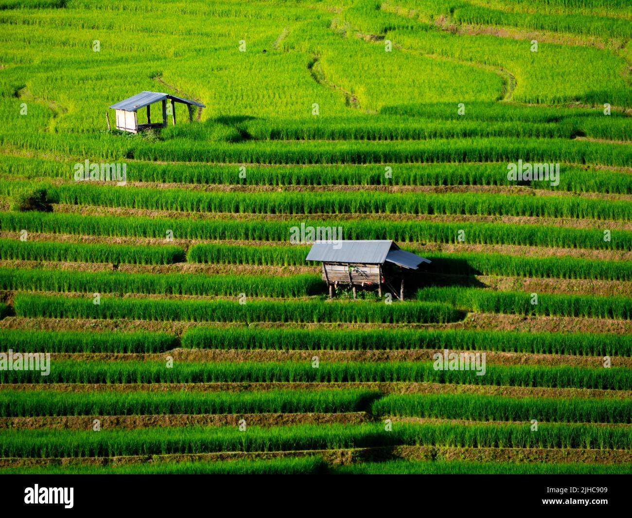 Wooden huts in terraced rice fields hi-res stock photography and images ...
