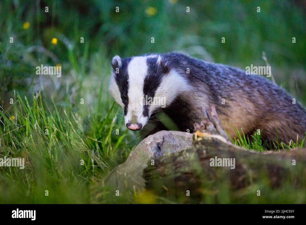 Adult European Badger (Meles meles) with black and white striped fur in ...