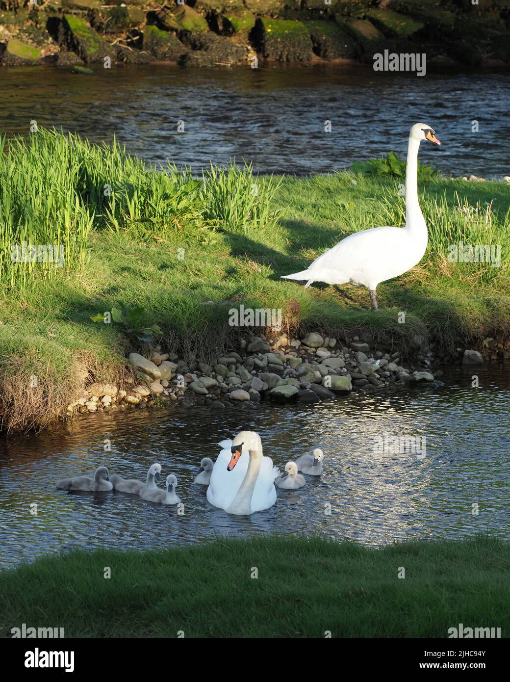 Male female swan hi-res stock photography and images - Alamy