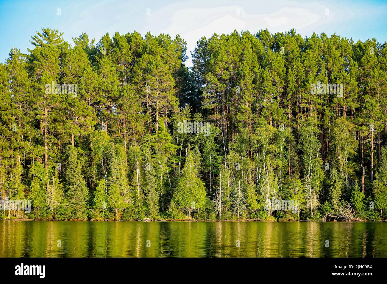 Northwoods pine shoreline on Burntside Lake in Ely Minnesota near the ...