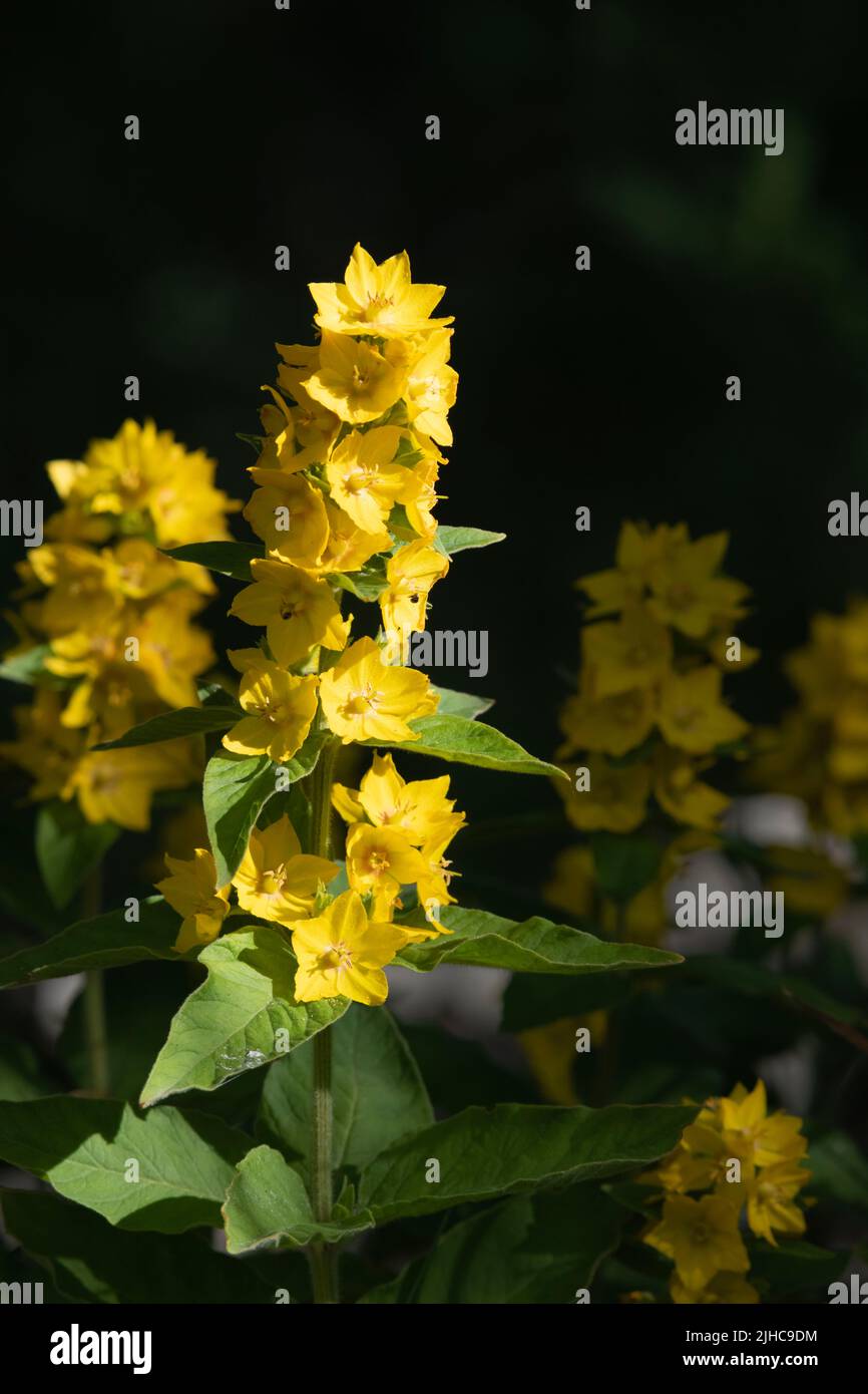 Flower Heads of Large Yellow Loosestrife, or Spotted Loosestrife ...