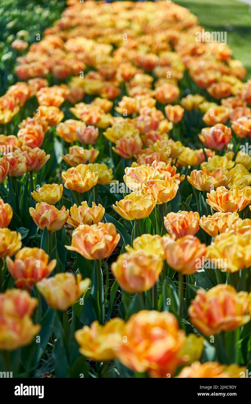 Colorful tulips blooming in the spring time in the Keukenhof gardens ...