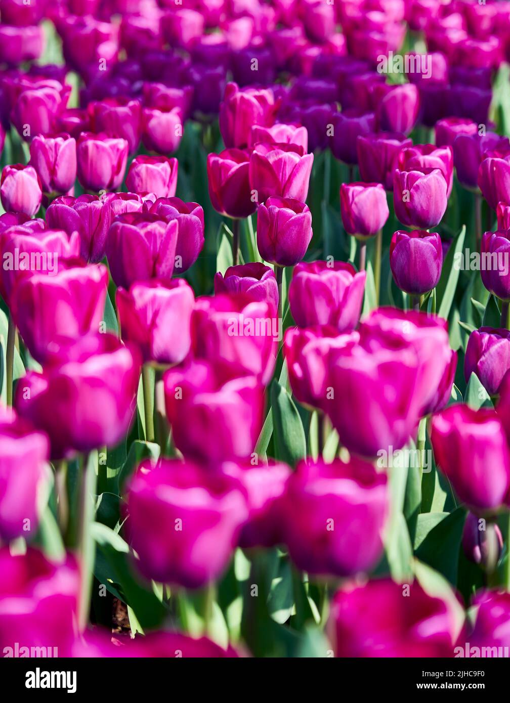 Colorful tulips blooming in the spring time in the Keukenhof gardens ...