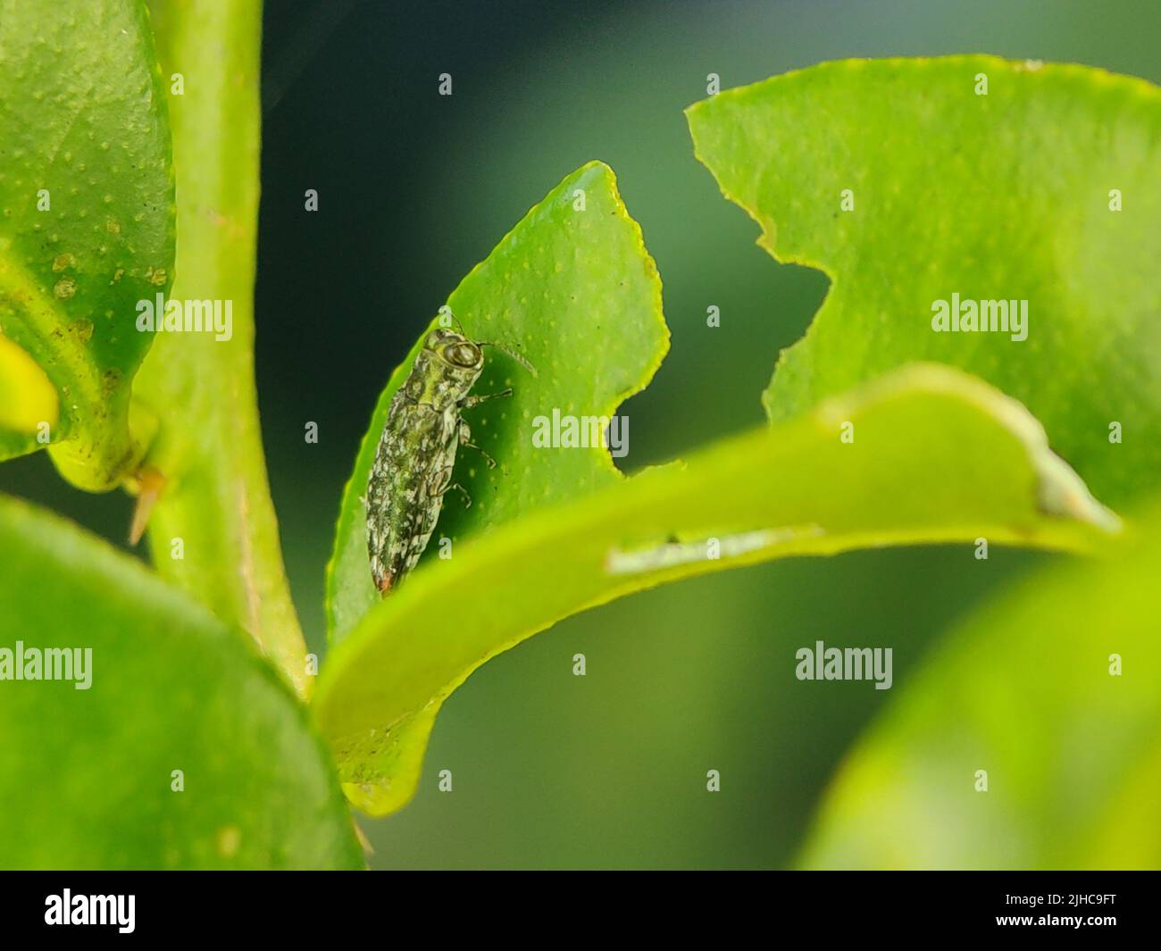 A macro shot of emerald ash borer (agrilus planipennis) on green leaf ...