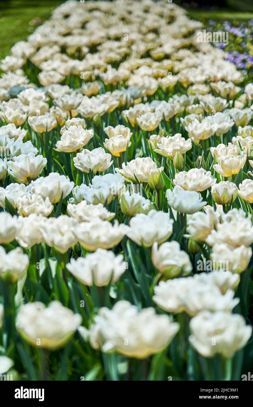 Colorful tulips blooming in the spring time in the Keukenhof gardens ...