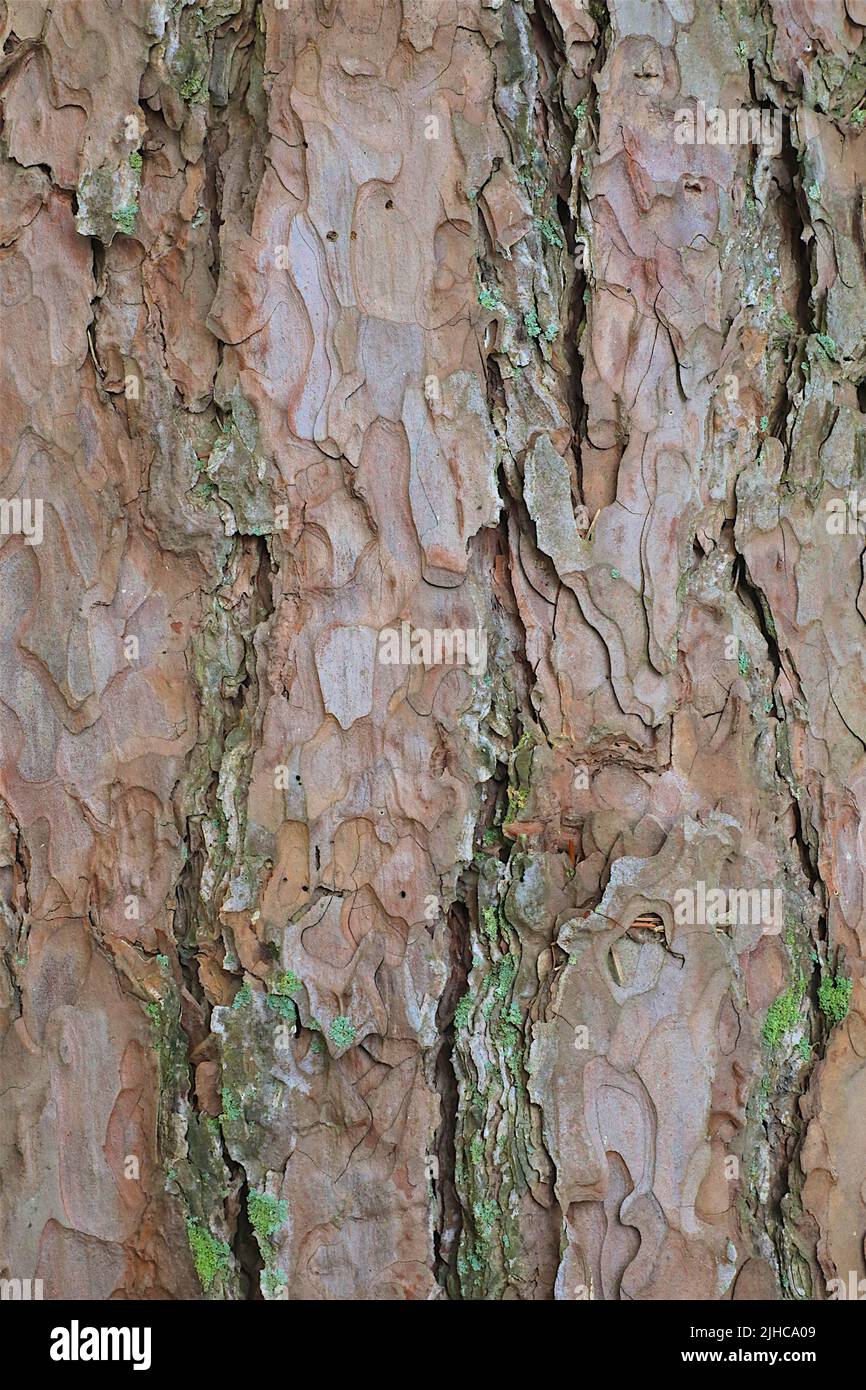 Bark of a red pine tree in northern Minnesota Stock Photo - Alamy