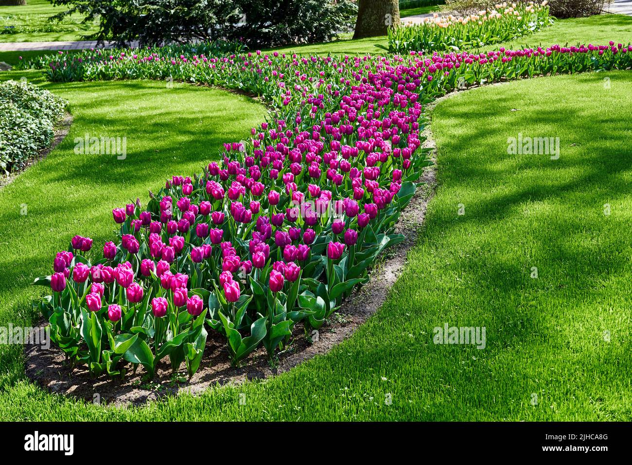 Colorful tulips blooming in the spring time in the Keukenhof gardens ...