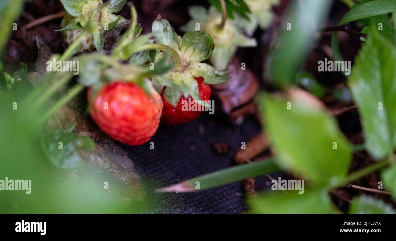 Strawberry plant after rain. Strawberry fruit between wet leaves. Ripe ...