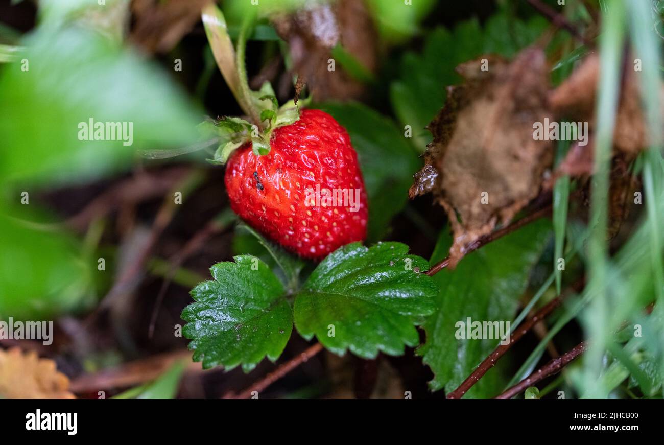 Strawberry plant after rain. Strawberry fruit between wet leaves. Ripe ...