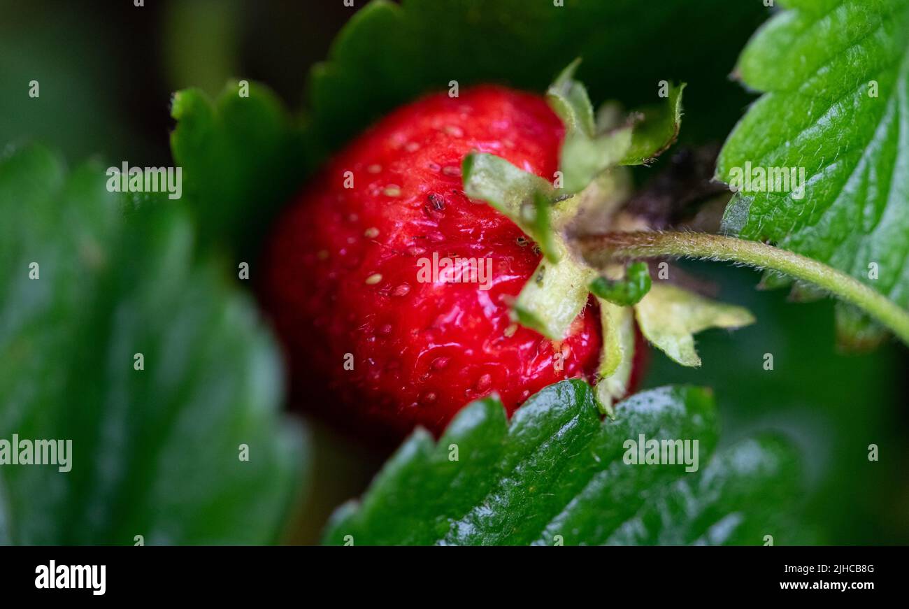 Strawberry plant after rain. Strawberry fruit between wet leaves. Ripe ...