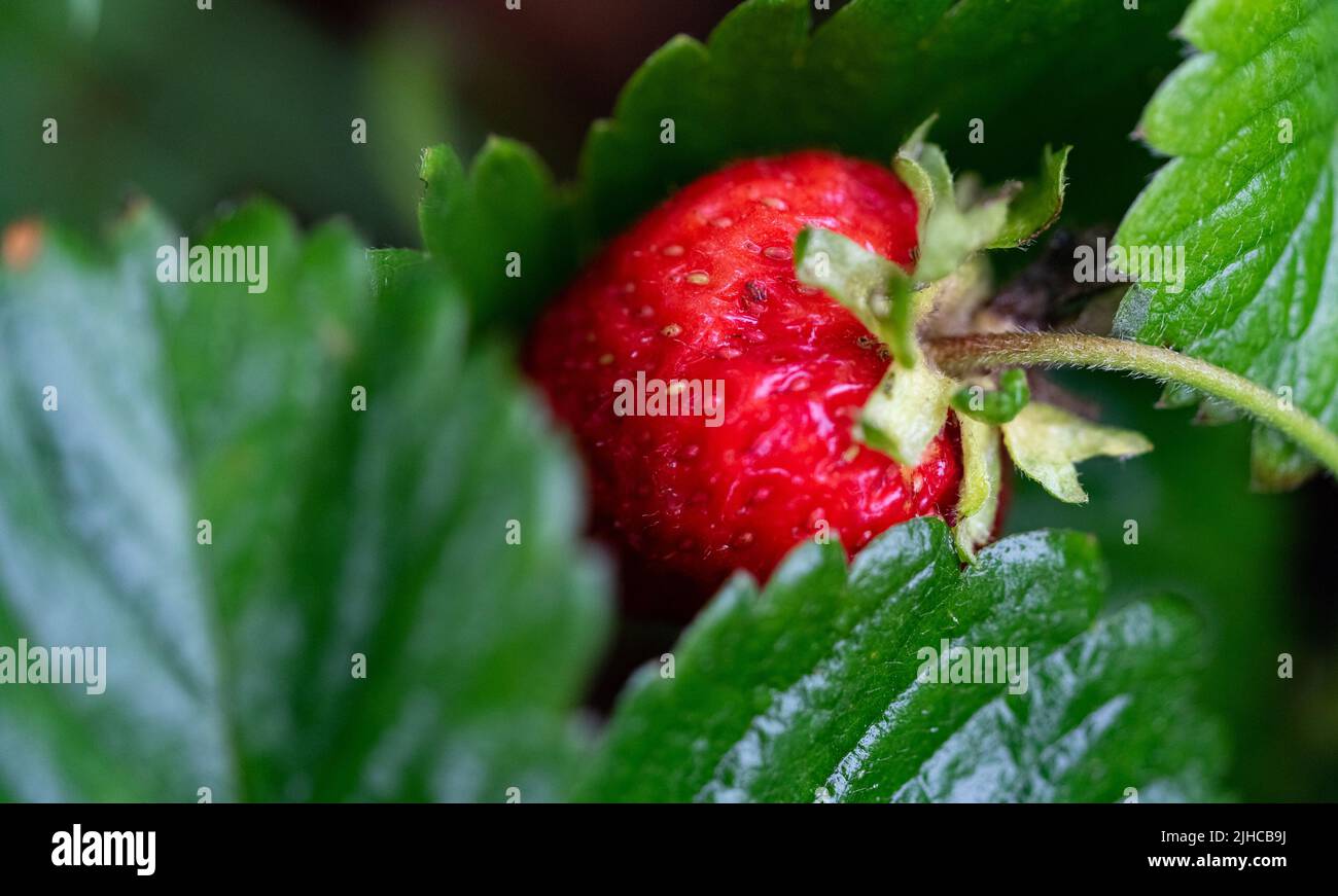 Strawberry plant after rain. Strawberry fruit between wet leaves. Ripe ...