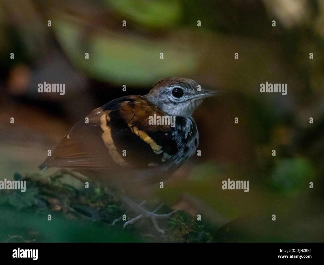 Banded Antbird, a rainforest bird walking on the forest floor in the ...