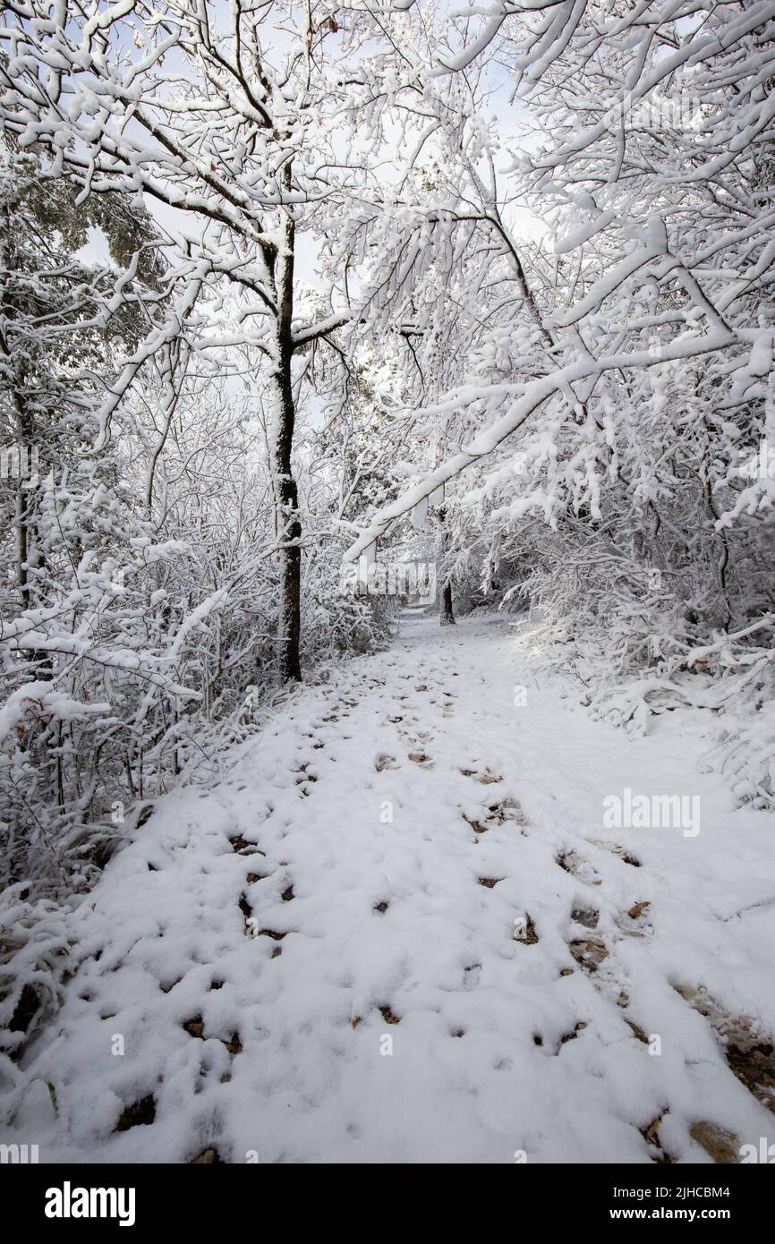 A path in the snow, with trees covered by snow in winter, making ...