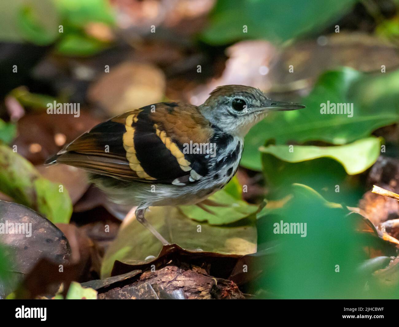 Banded Antbird, a rainforest bird walking on the forest floor in the ...