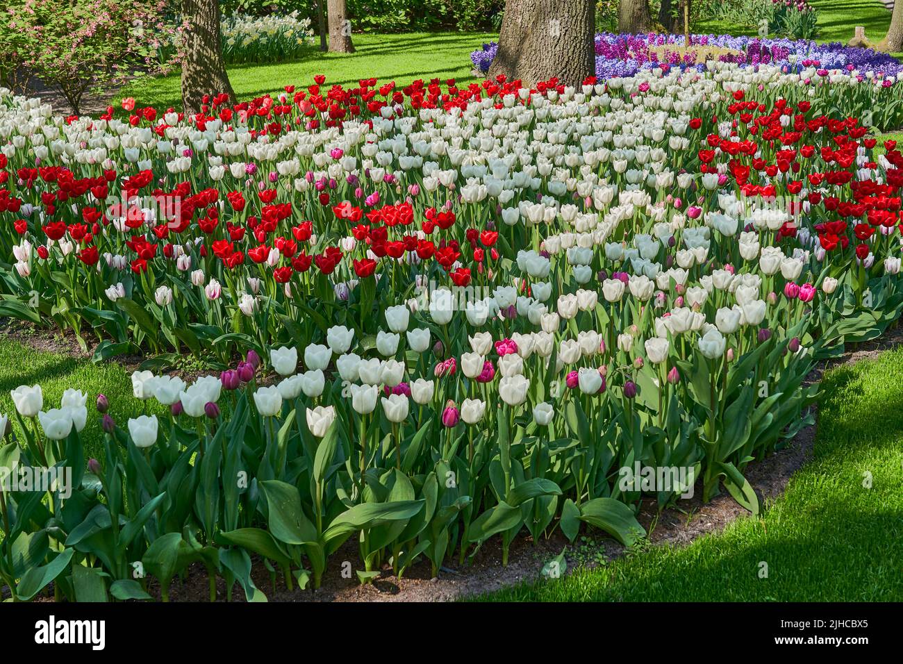 Colorful tulips blooming in the spring time in the Keukenhof gardens ...