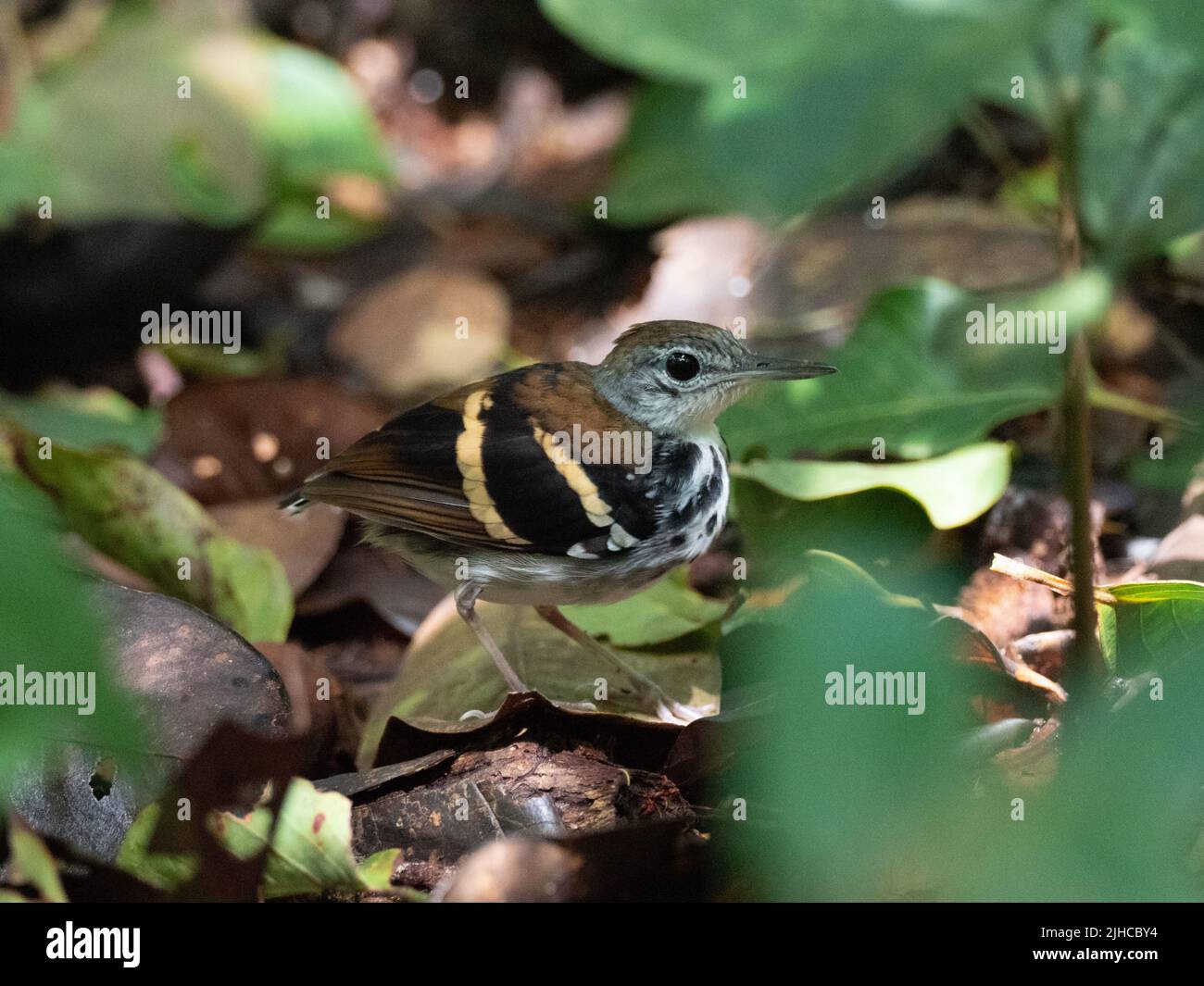 Banded Antbird, a rainforest bird walking on the forest floor in the ...