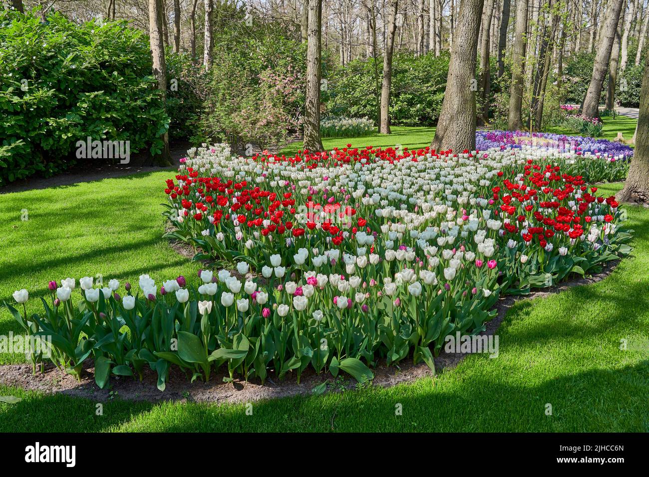 Colorful tulips blooming in the spring time in the Keukenhof gardens ...