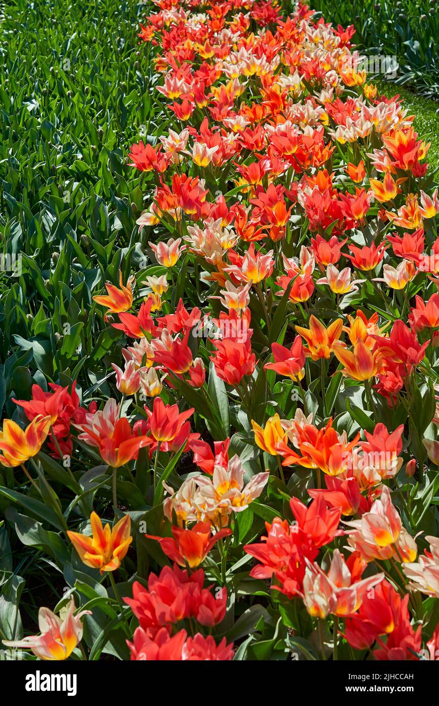 Colorful tulips blooming in the spring time in the Keukenhof gardens ...