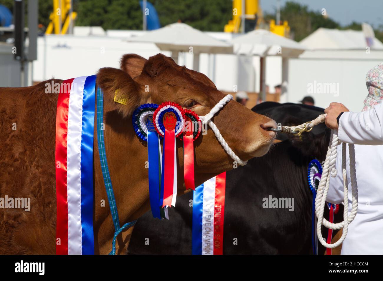 Prize cattle on display with winning rosettes at the Tendring Hundred ...
