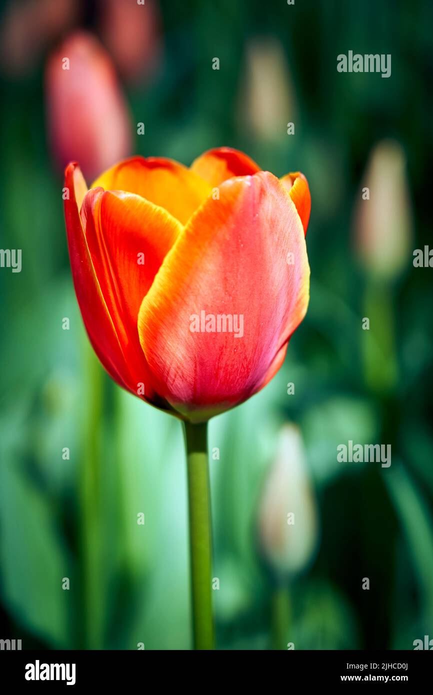 Colorful tulips blooming in the spring time in the Keukenhof gardens ...