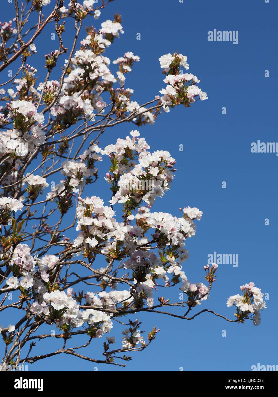 Prunus prunus amanogawa hi-res stock photography and images - Alamy